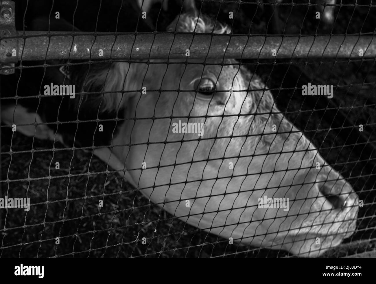 Cow head on white Black and White Stock Photos & Images - Alamy