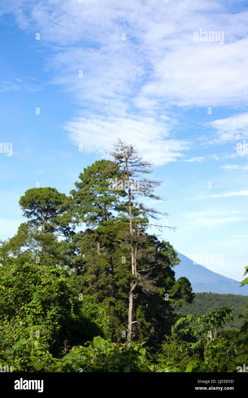 Rural landscape panoramic forest of volcanoes in Guatemala Stock Photo ...