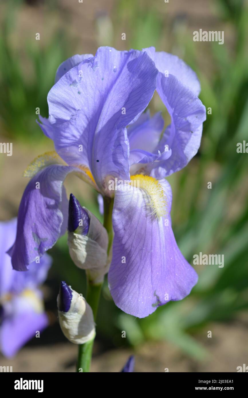 Beautiful Flowering Outdoor Flowers With Green Long Long Leaves