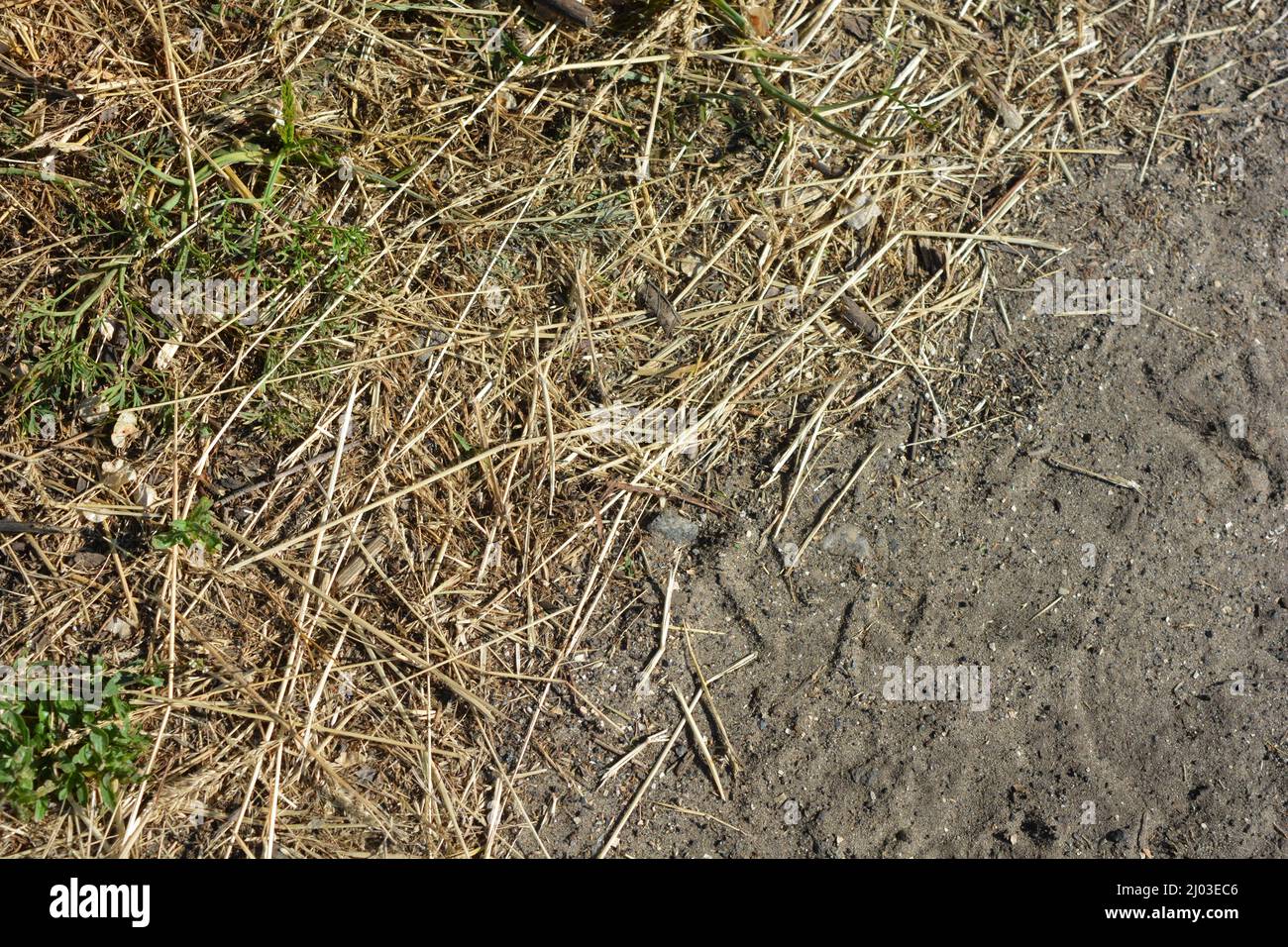 Dry yellow golden hay, dried field, wild grass lies on black sand ...