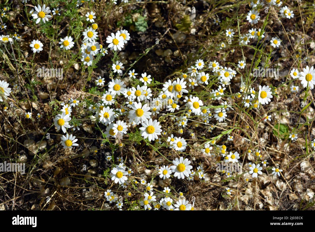 Beautiful and bright wildflowers, small daisies with white petals ...