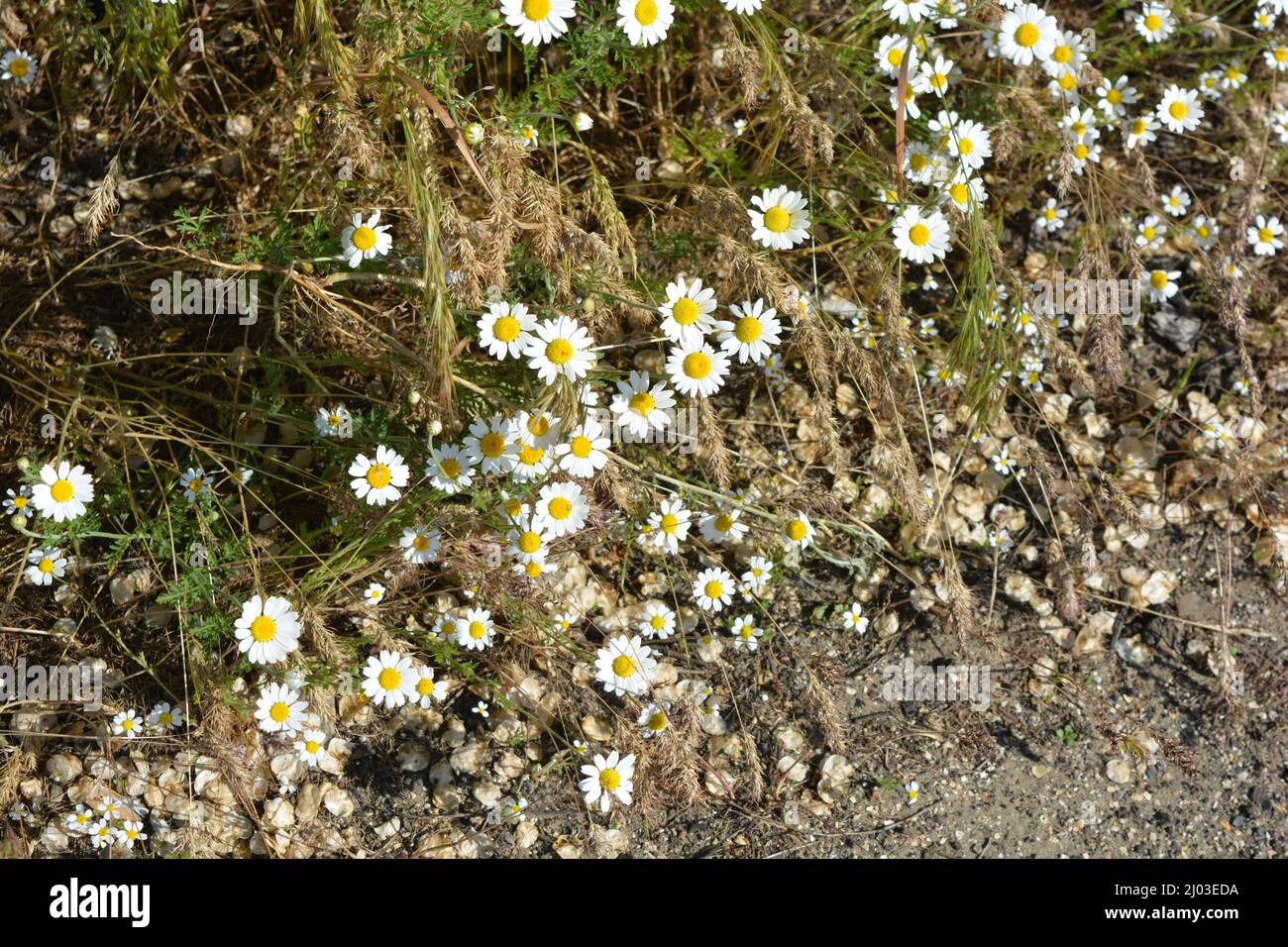 Beautiful and bright wildflowers, small daisies with white petals ...