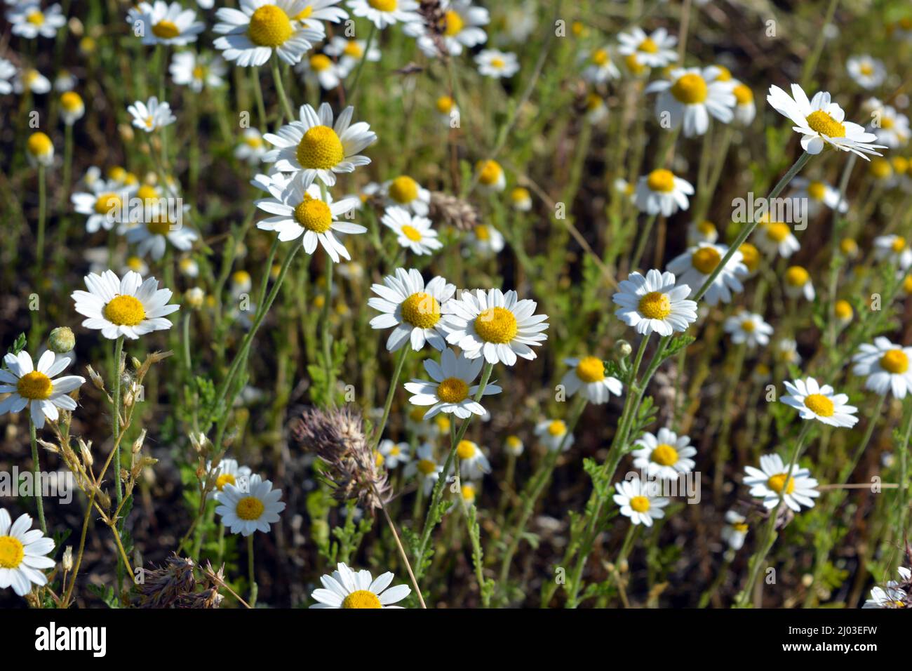 Beautiful and bright wildflowers, small daisies with white petals ...