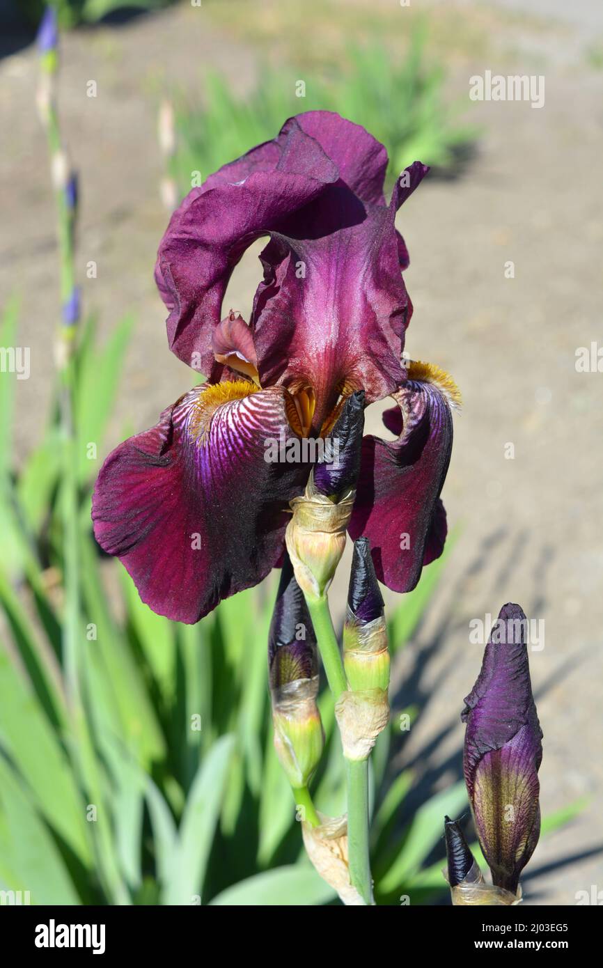 Beautiful and bright flowering flowers in the home garden in late ...
