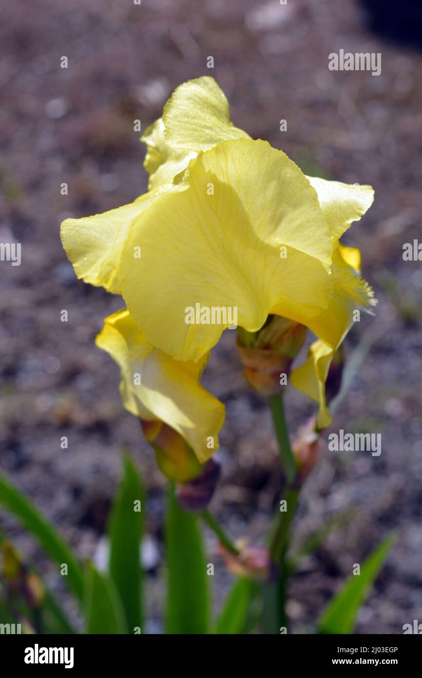 Beautiful and bright flowering flowers in the home garden in late ...