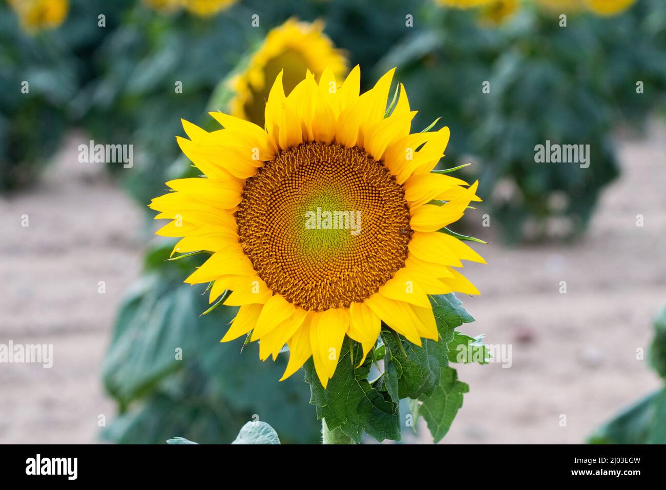Sunbeam sunflower hi-res stock photography and images - Alamy
