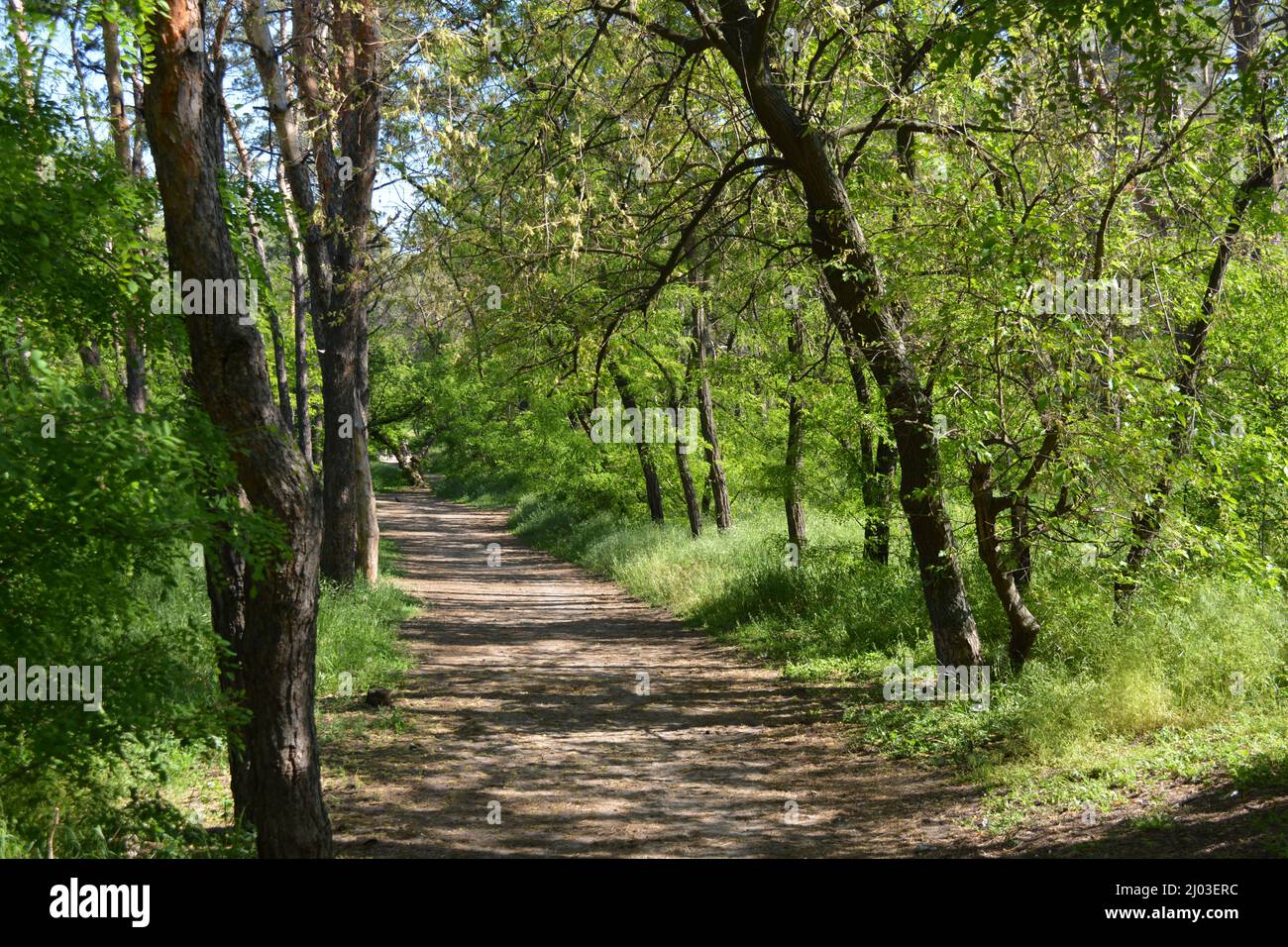 Beautiful and bright nature of a small forest in summer. A beautiful ...