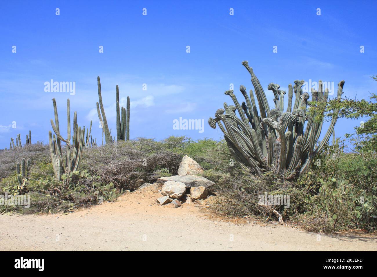 Big cactus growing by the road. Natural arid landscape on Aruba island ...