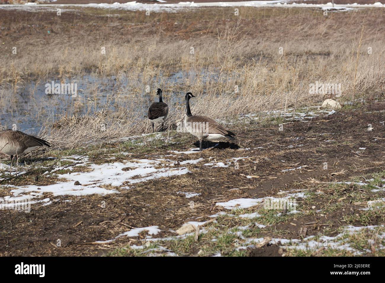 Wild Canadian geese strutting around the meadow on a cold winter day ...