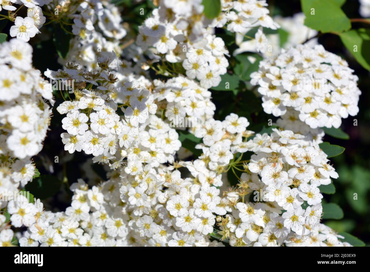 Festive flowers, flowering bushes of Spiraea alba, white narrowleaf ...