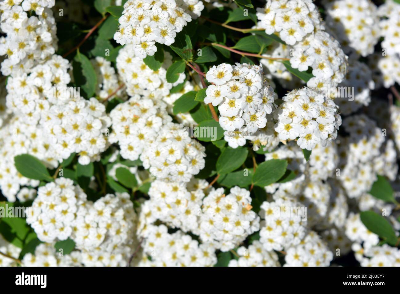 Festive flowers, flowering bushes of Spiraea alba, white narrowleaf ...