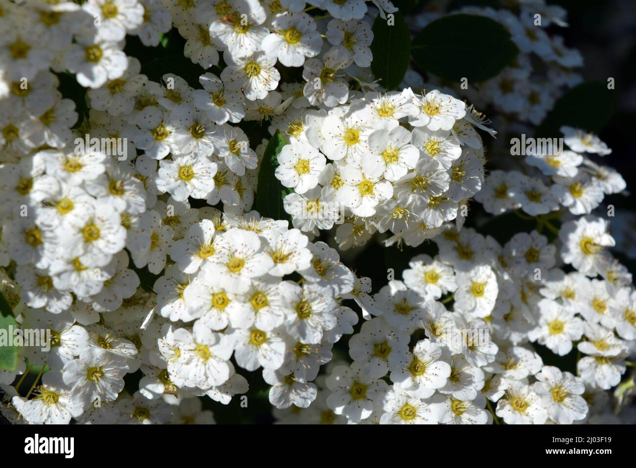 Festive flowers, flowering bushes of Spiraea alba, white narrowleaf ...