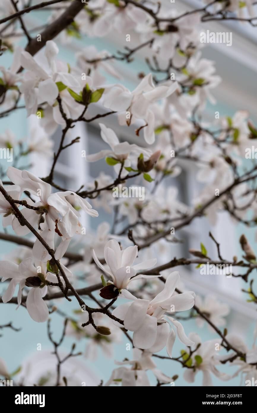 Close up of white magnolia flowers. Photographed against pastel colour ...