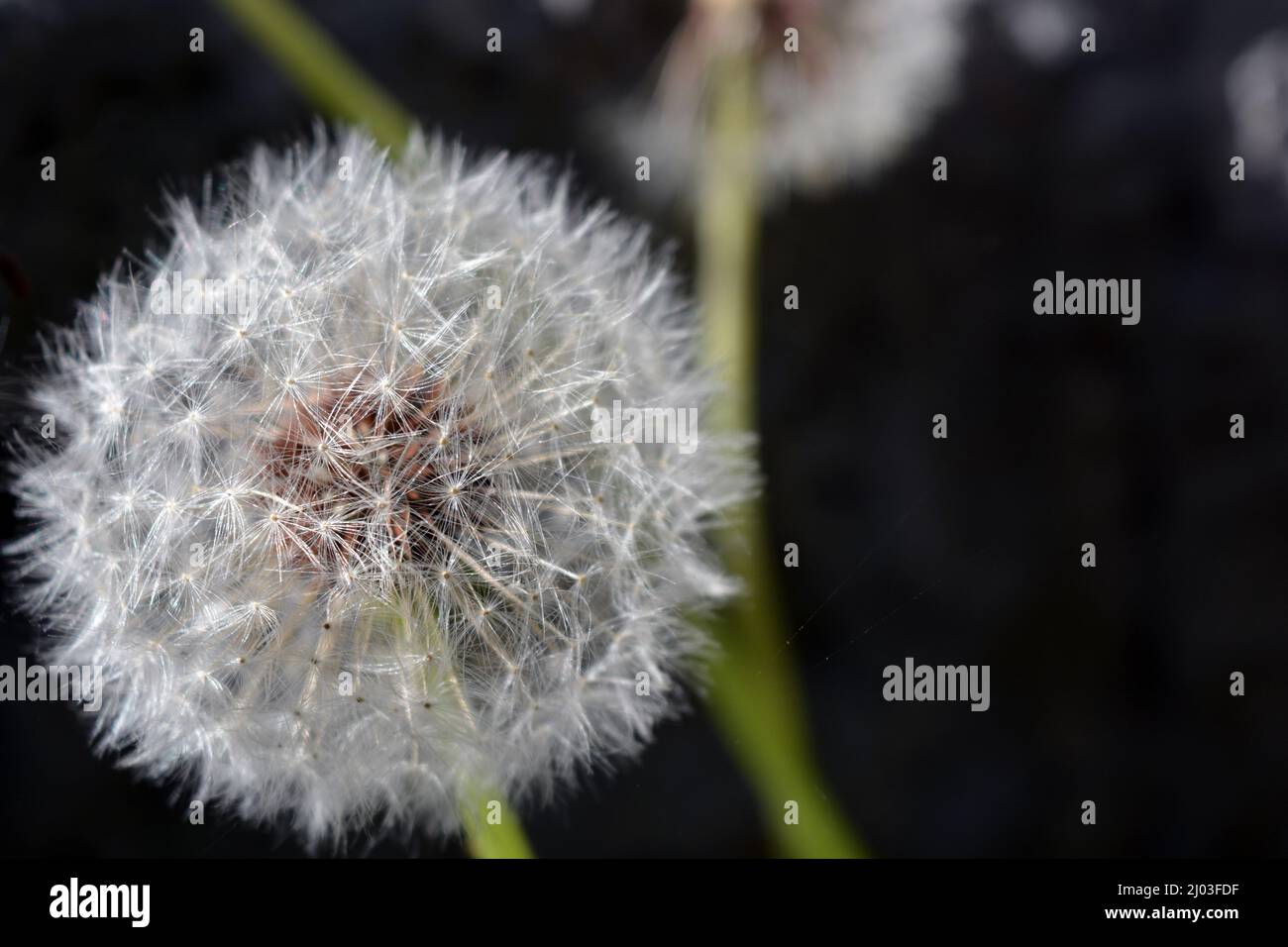 Bright, unusual colorful nature in summer. Fluffy white dandelion seeds, fluffy balls ...
