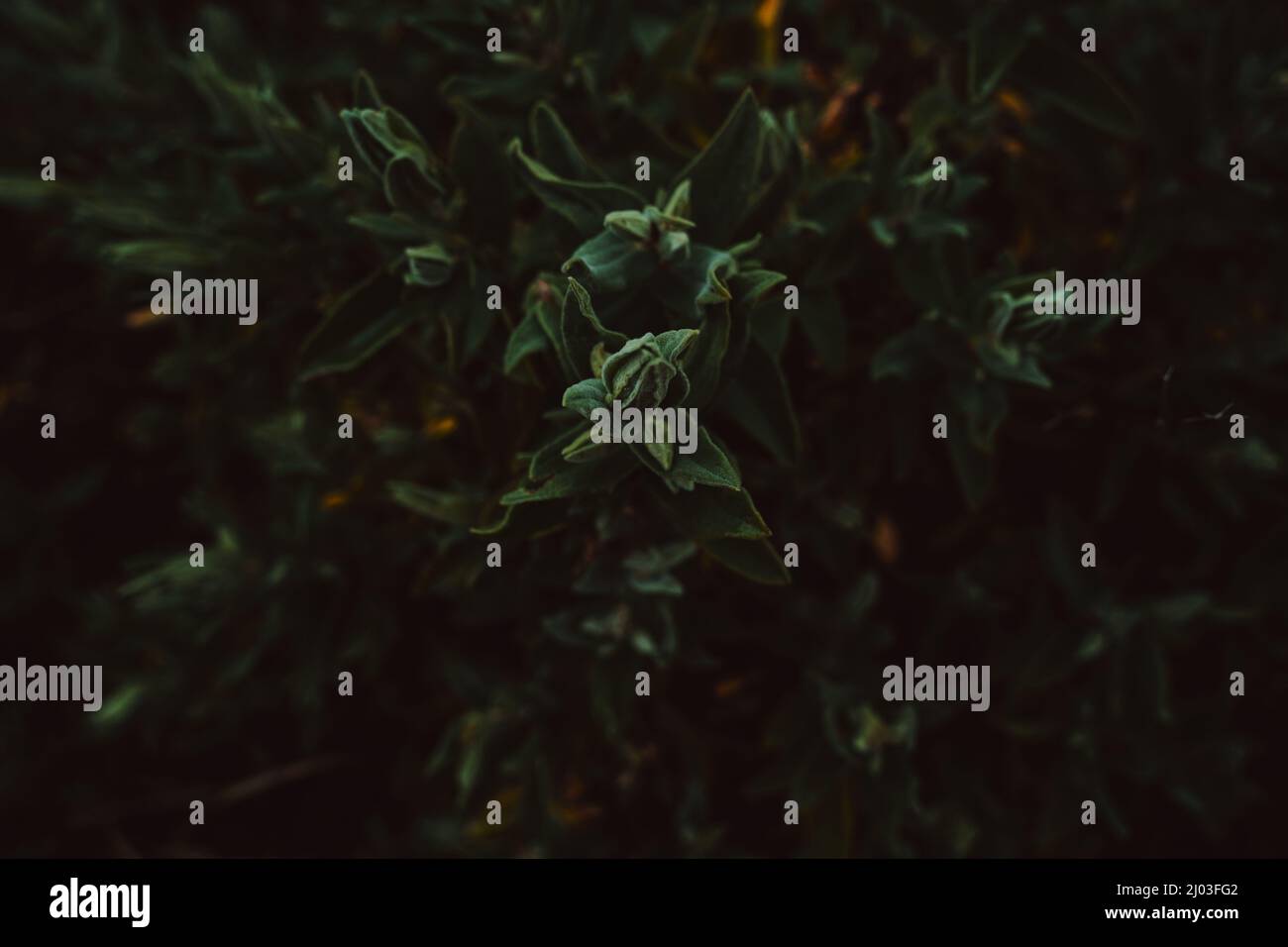 Dark green bush in a forest Stock Photo - Alamy