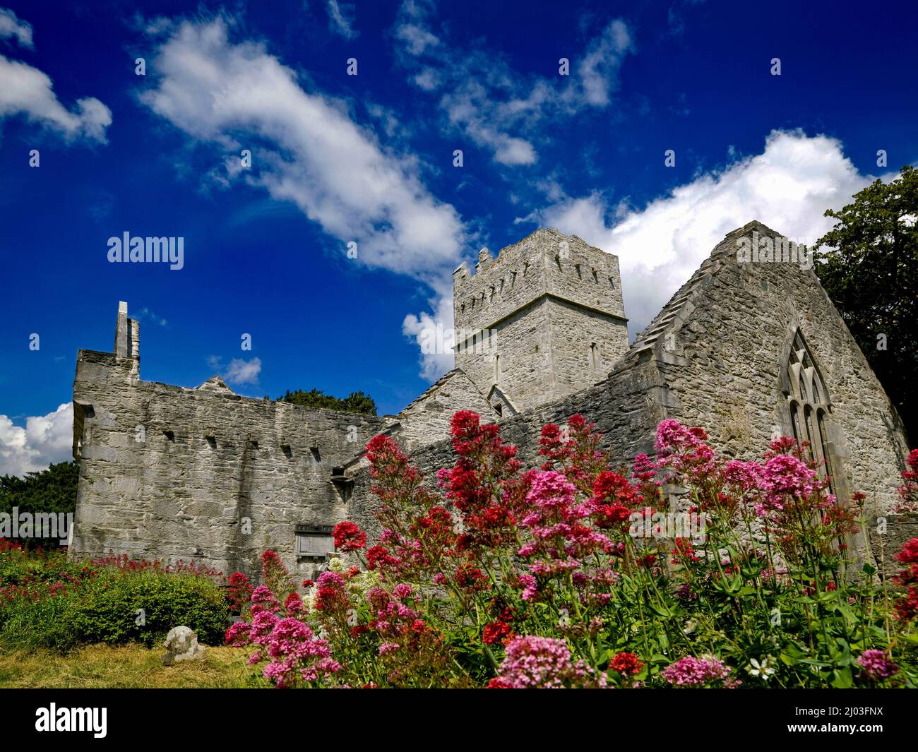 Muckross Abbey Killarney County Kerry Stock Photo - Alamy