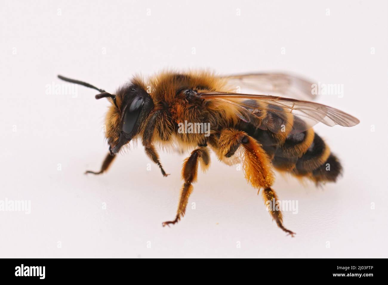 Closeup of a brown hairy female of the yellow legged mining bee ...