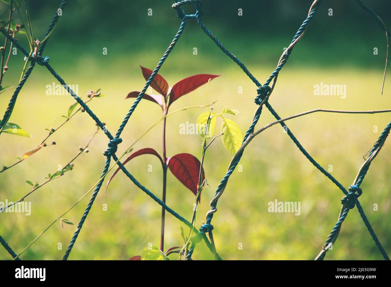 Blue mesh fence for field divider Stock Photo - Alamy