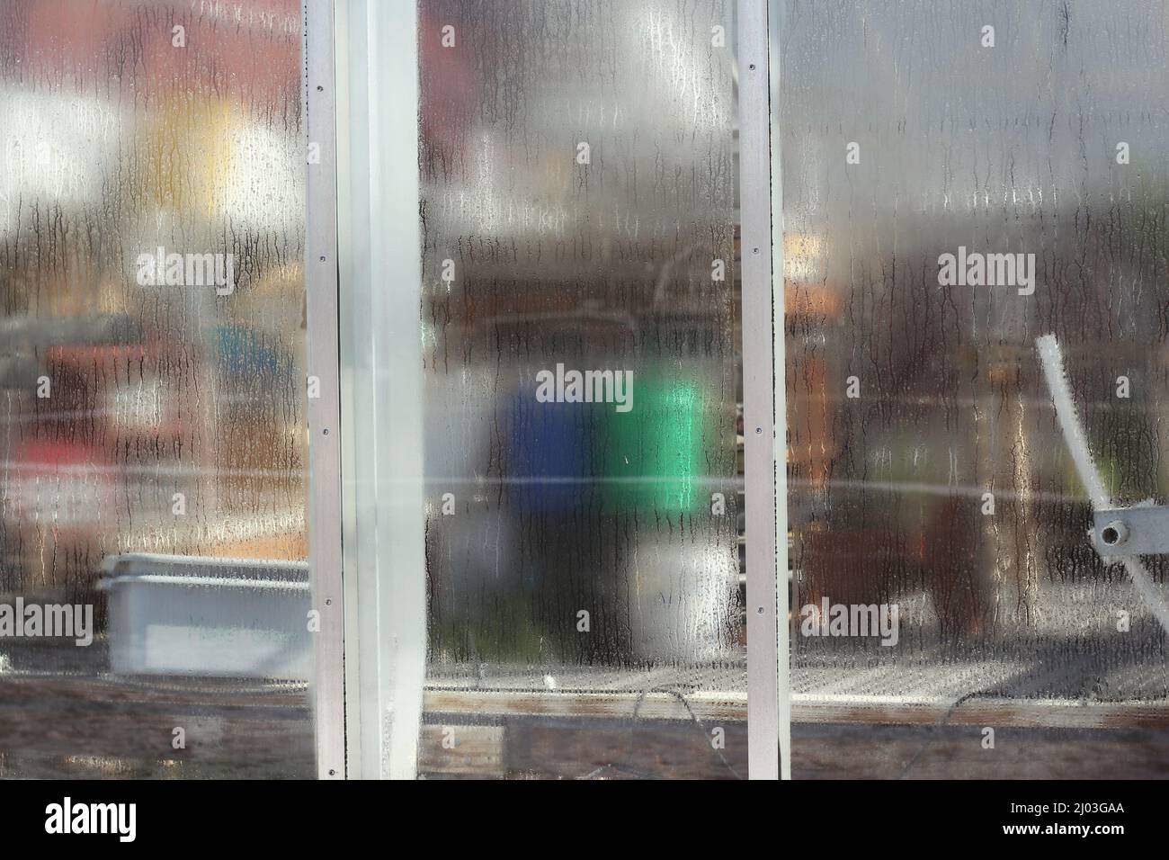 Water condensation on the inside of a greenhouse during the cold winter ...