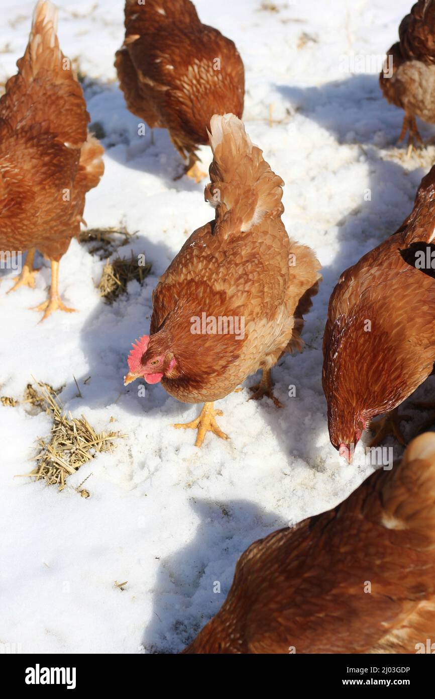 Chicken barn fields hi-res stock photography and images - Alamy