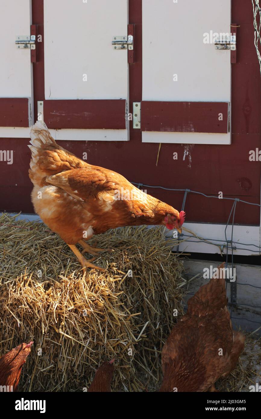 Chicken barn fields hi-res stock photography and images - Alamy