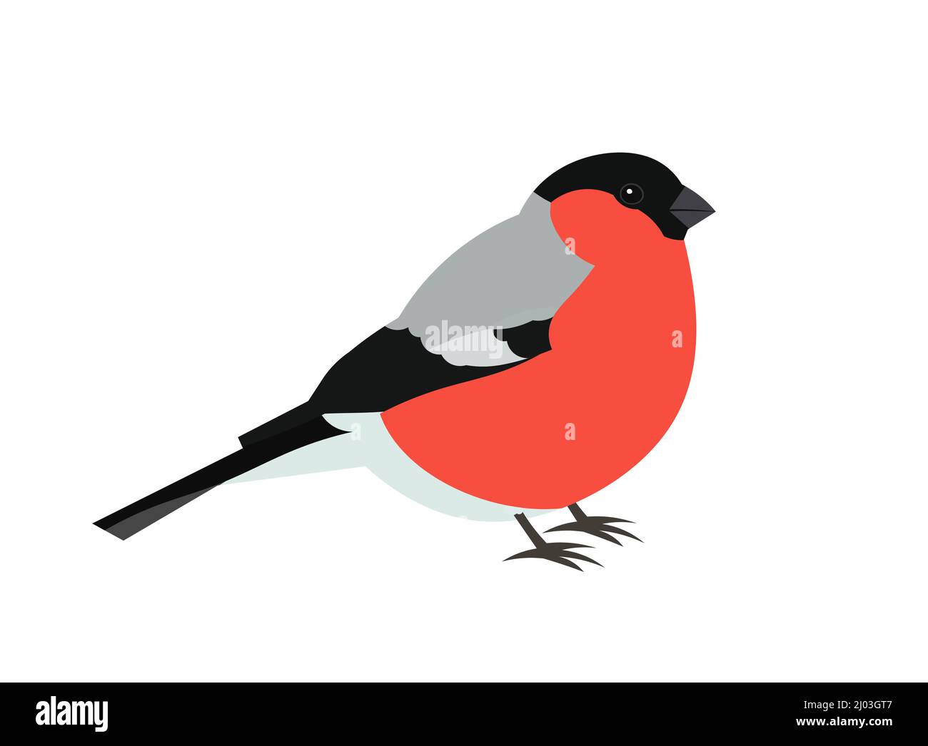 Bullfinch bird isolated on white background. Vector illustration Stock ...
