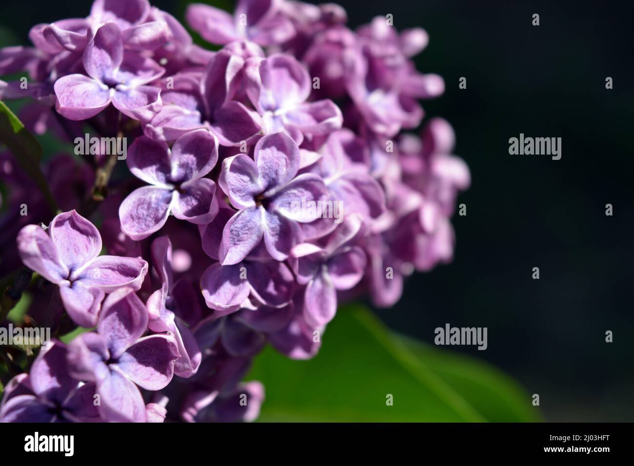 Unusual plants large bushes hi-res stock photography and images - Alamy