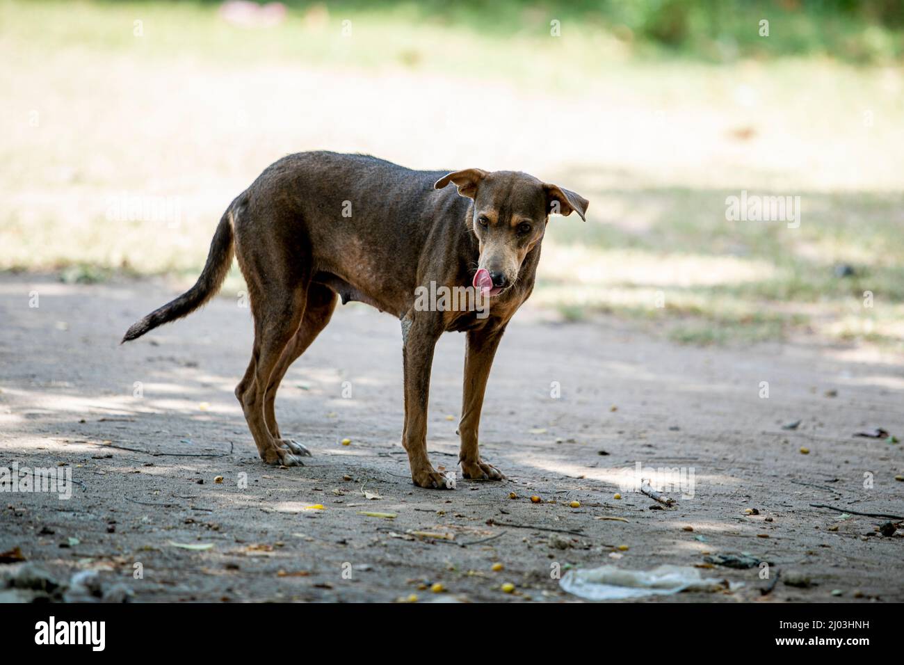 Africanbreed hi-res stock photography and images - Alamy