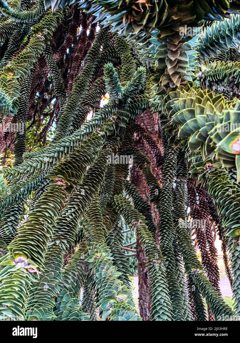 Low-angle shot of monkey puzzle trees Stock Photo - Alamy