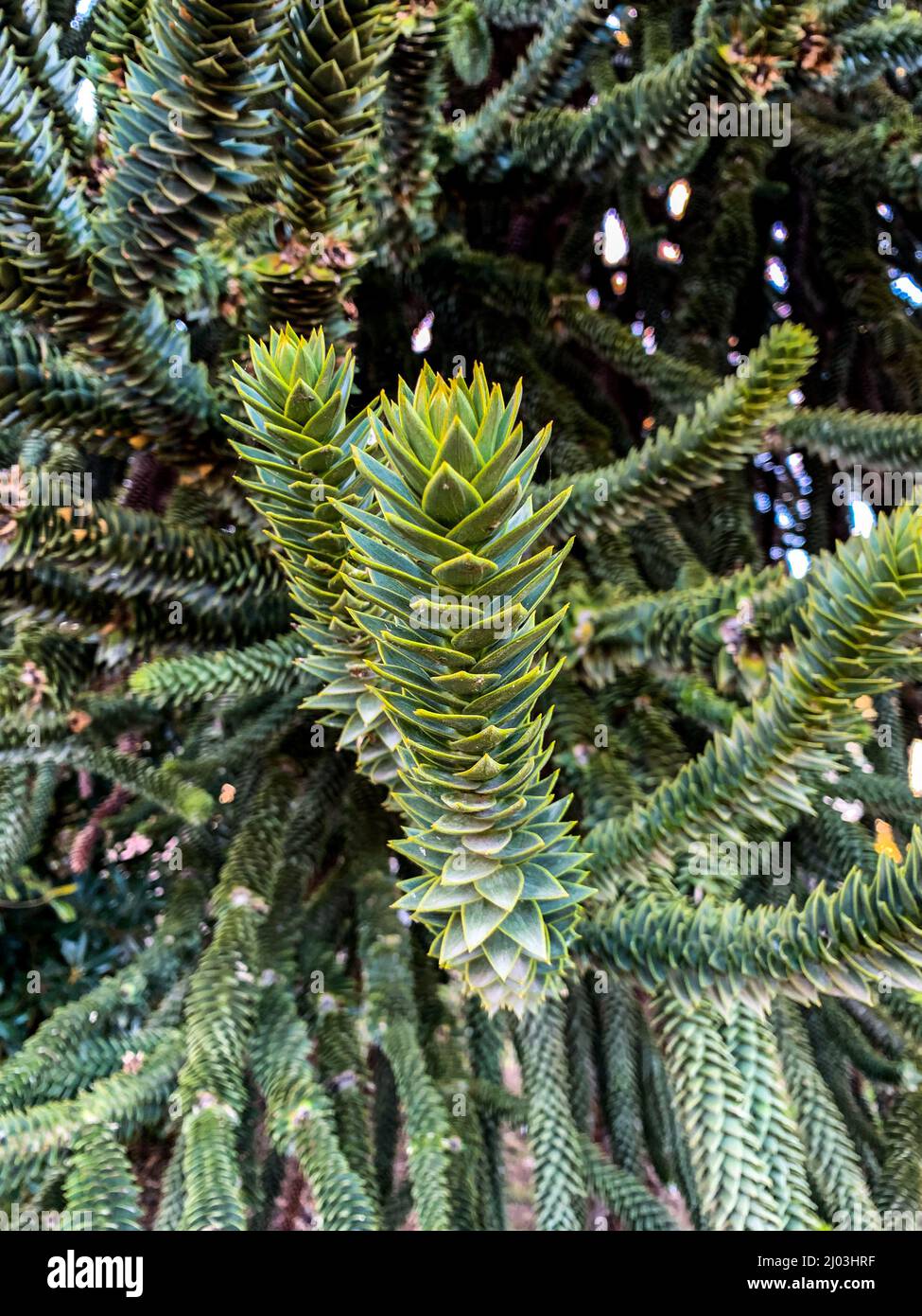 Closeup of a branch of a monkey puzzle tree Stock Photo - Alamy