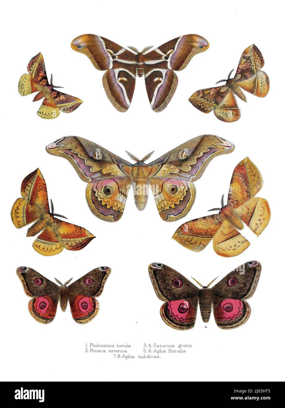 Types of butterflies hi-res stock photography and images - Alamy