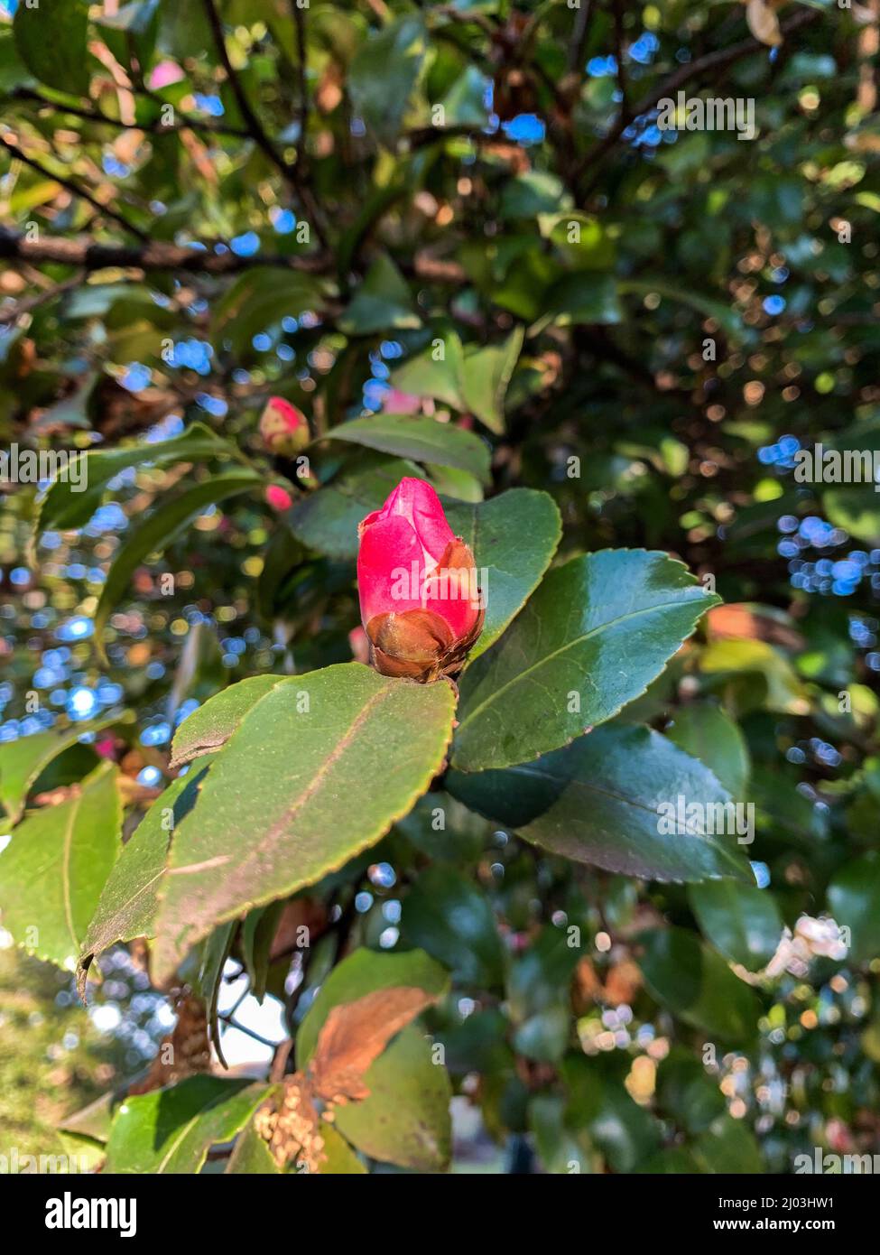 Closeup of a plant called Camellia sasanqua Stock Photo - Alamy