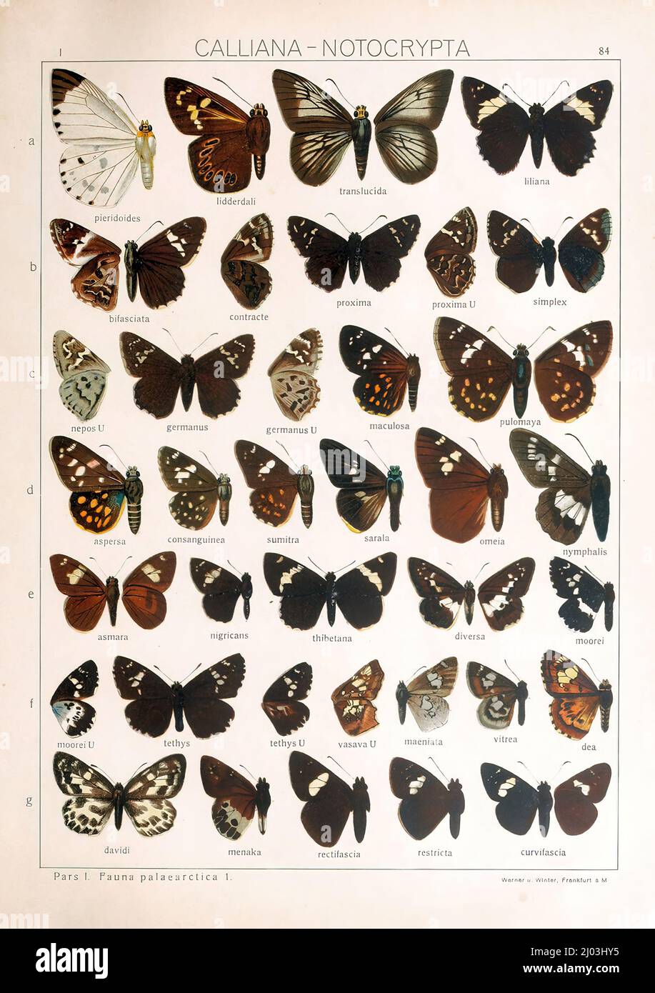 Types of butterflies hi-res stock photography and images - Alamy