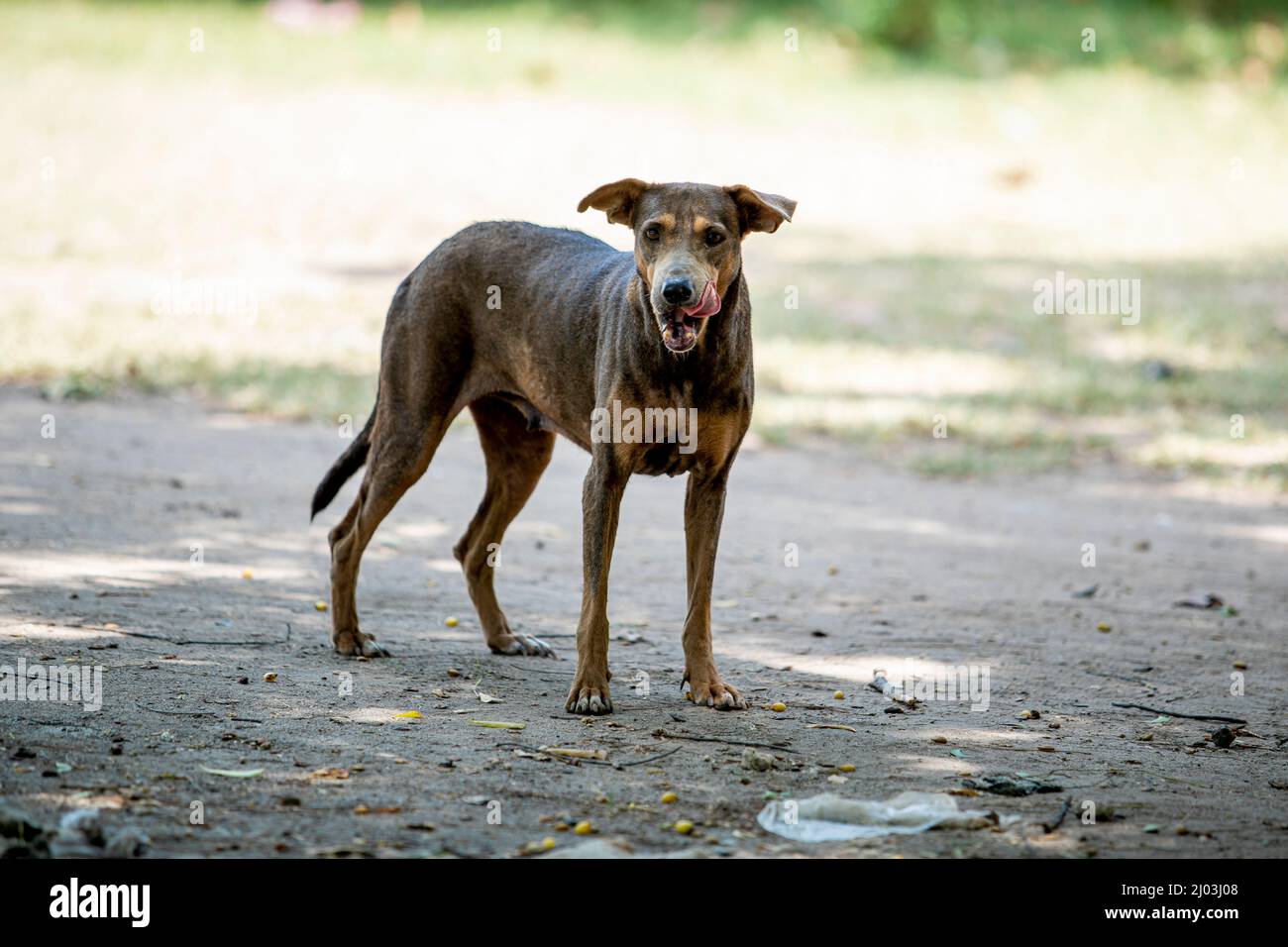 A street Dog From Africa Stock Photo - Alamy