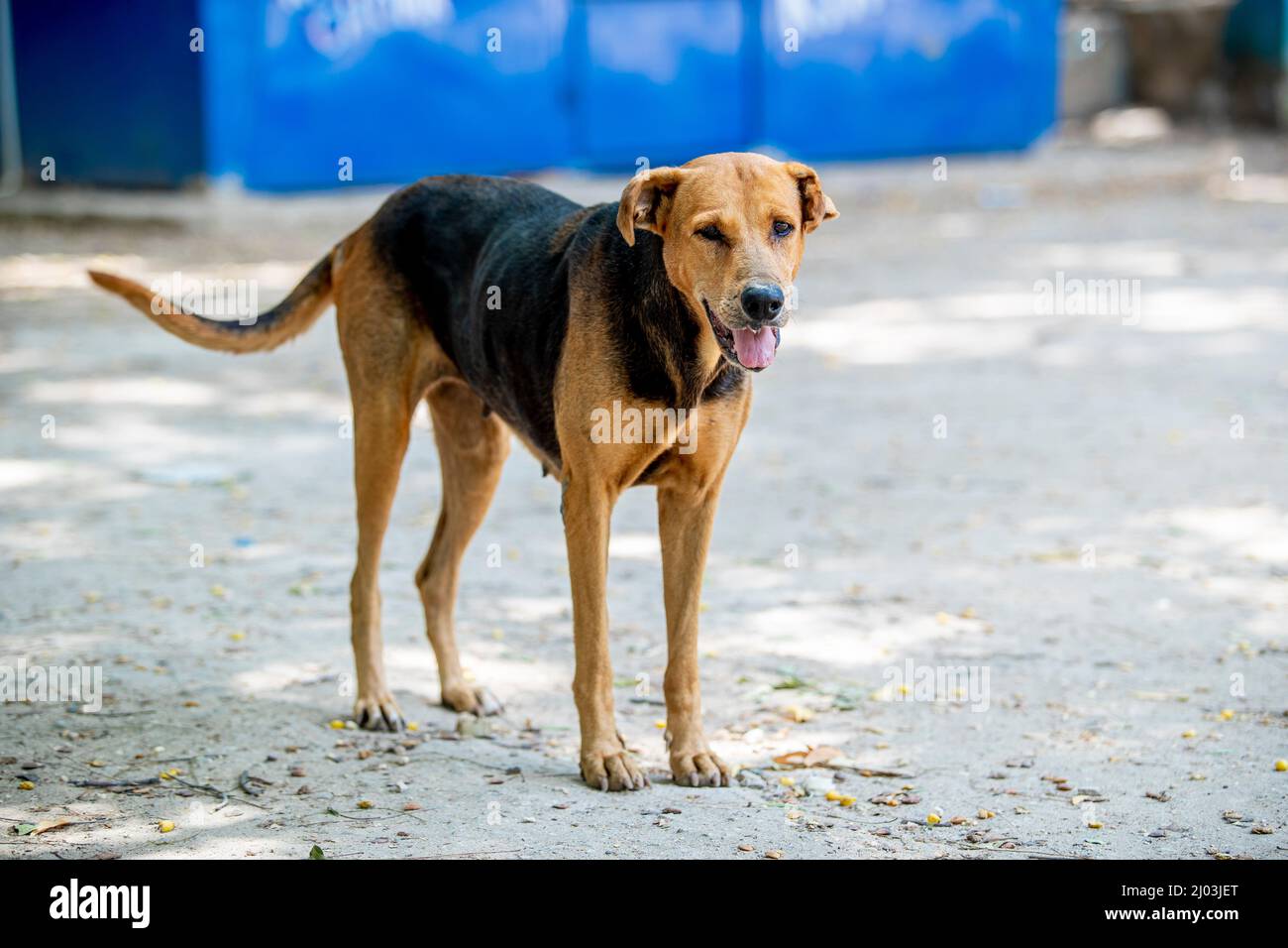 Africanbreed hi-res stock photography and images - Alamy