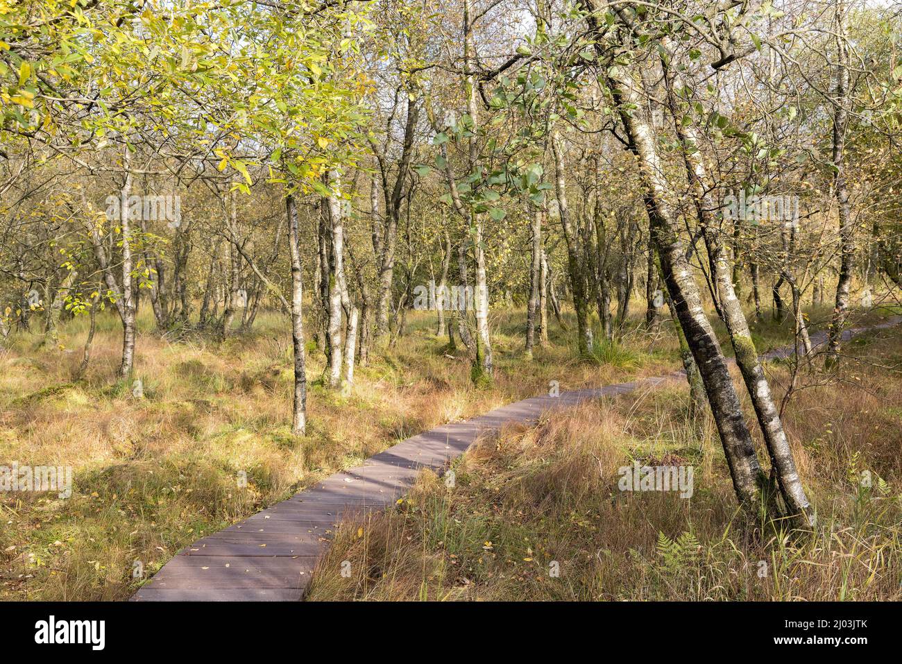 Tarn moss boardwalk hi-res stock photography and images - Alamy