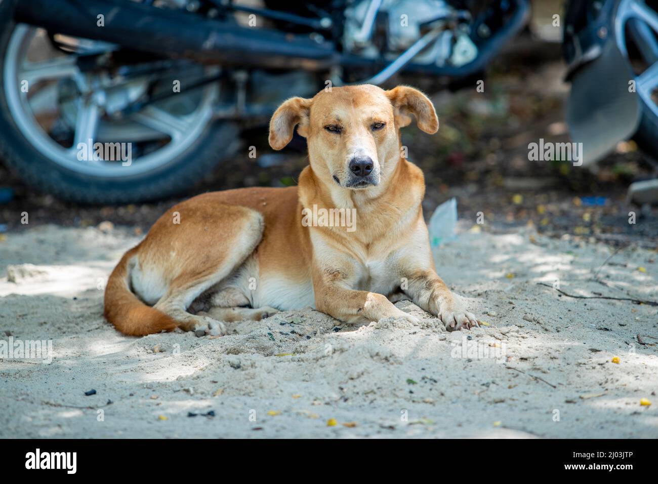 Africanbreed hi-res stock photography and images - Alamy