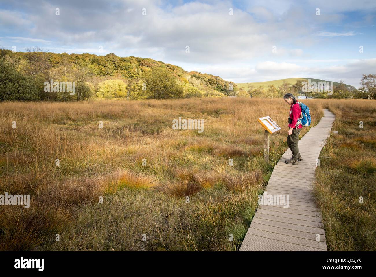 Boardwalk tarn moss hi-res stock photography and images - Alamy