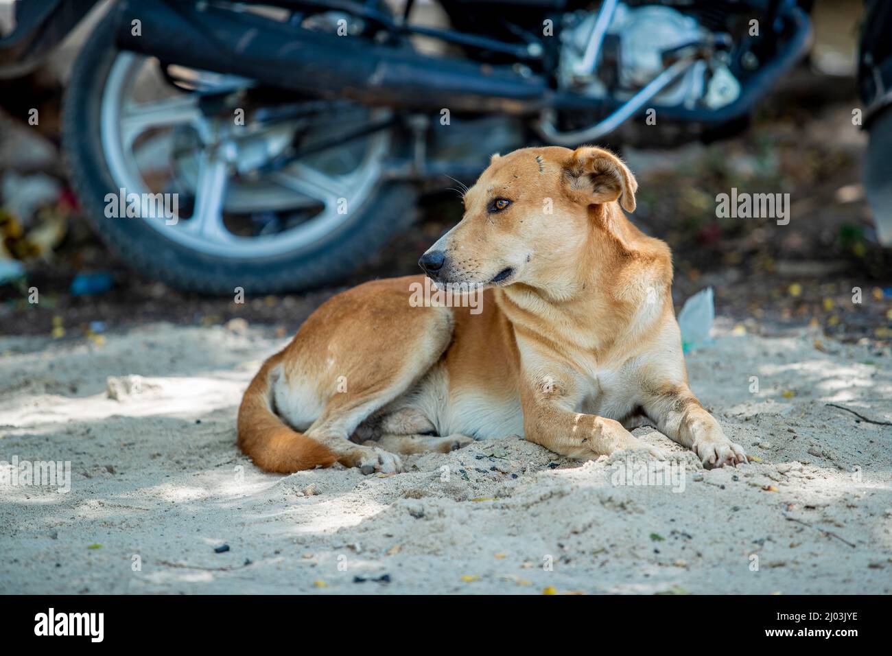 A street Dog From Africa Stock Photo - Alamy