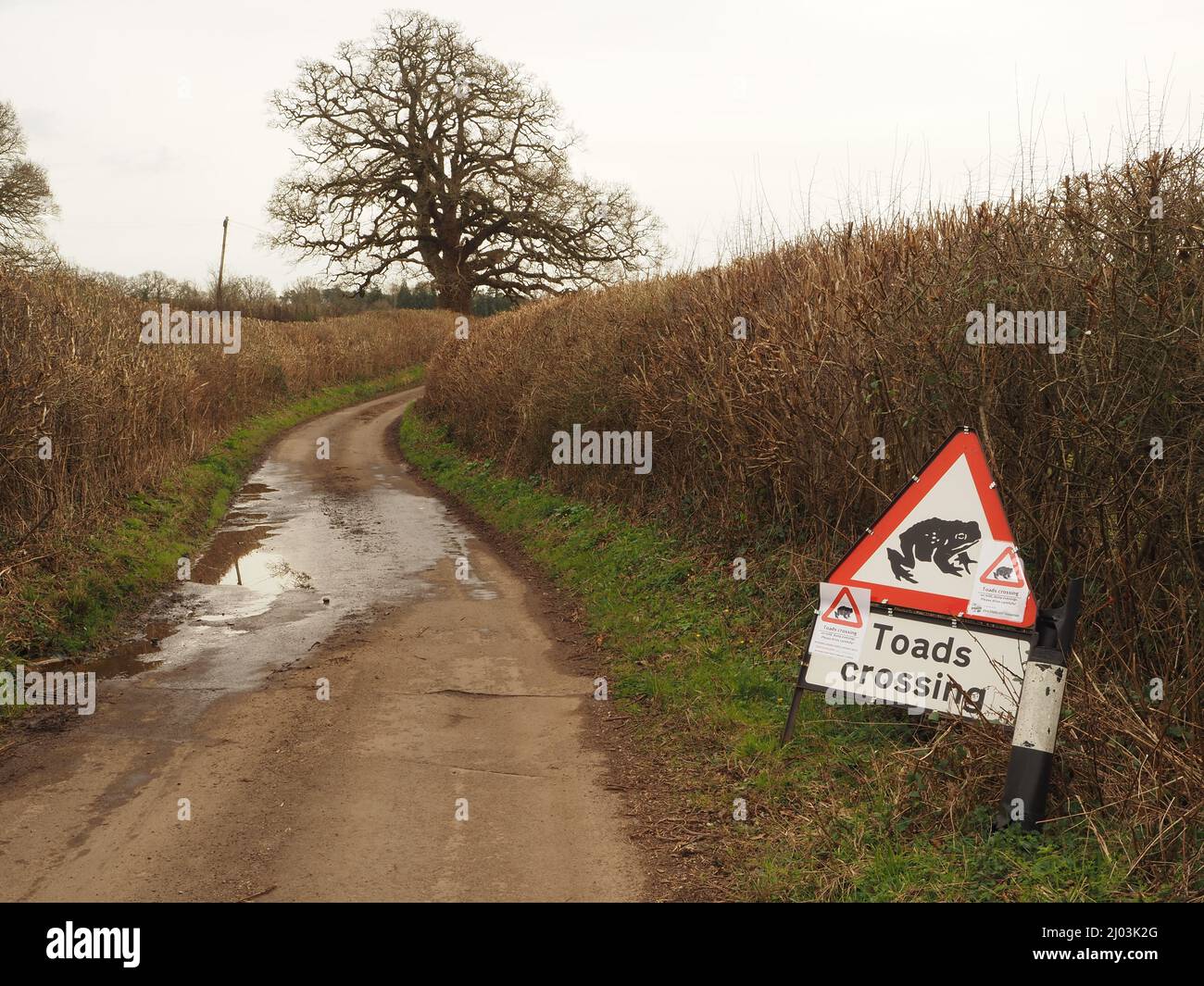 Road sign warning motorists to slow down to avoid toads and other ...