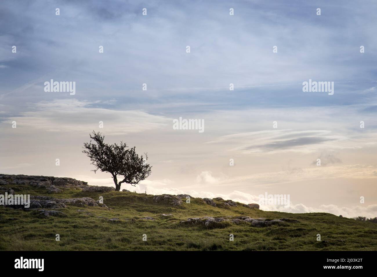 Lone windswept tree on skyline, Yorkshire Dales, UK Stock Photo - Alamy