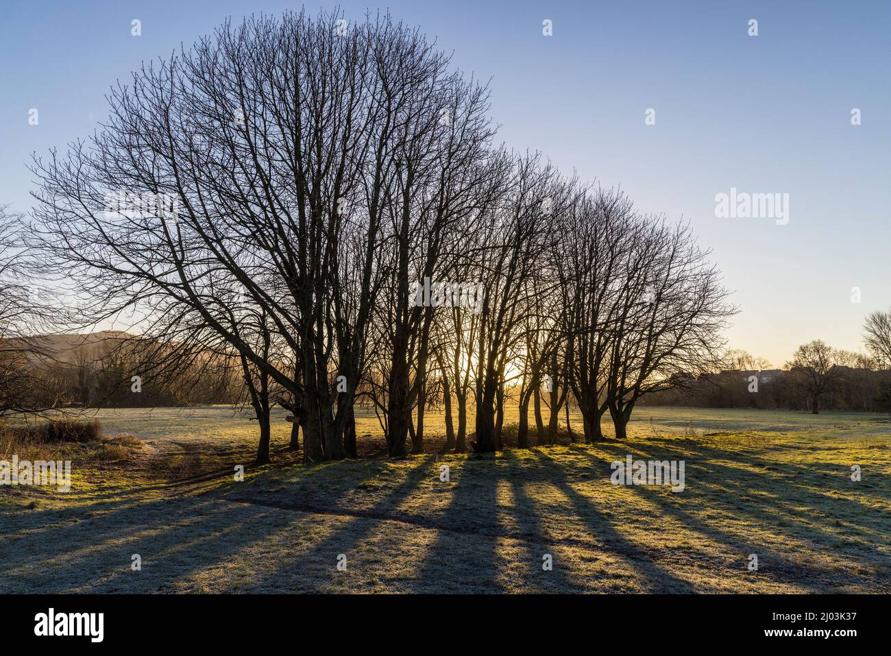 Sunrise behind copse on Castle Meadows, Abergavenny, Wales, UK Stock ...