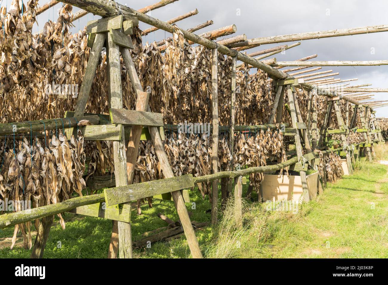 Atlantic cod, Gadus morhua, carcasses drying on racks in the open air ...