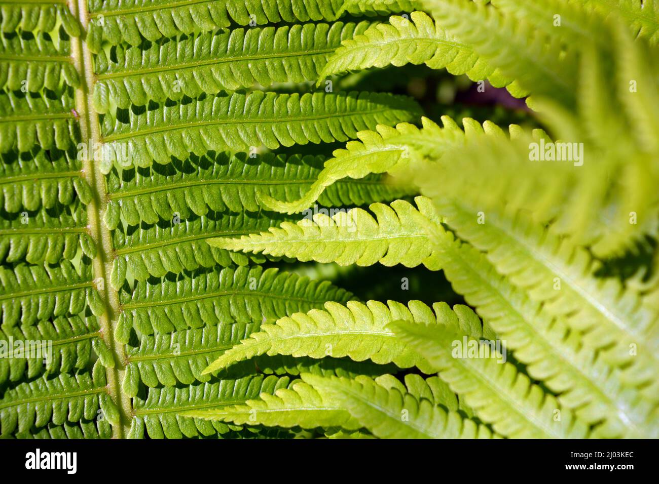 An unusual plant background of green fern leaves, illuminated by rays ...
