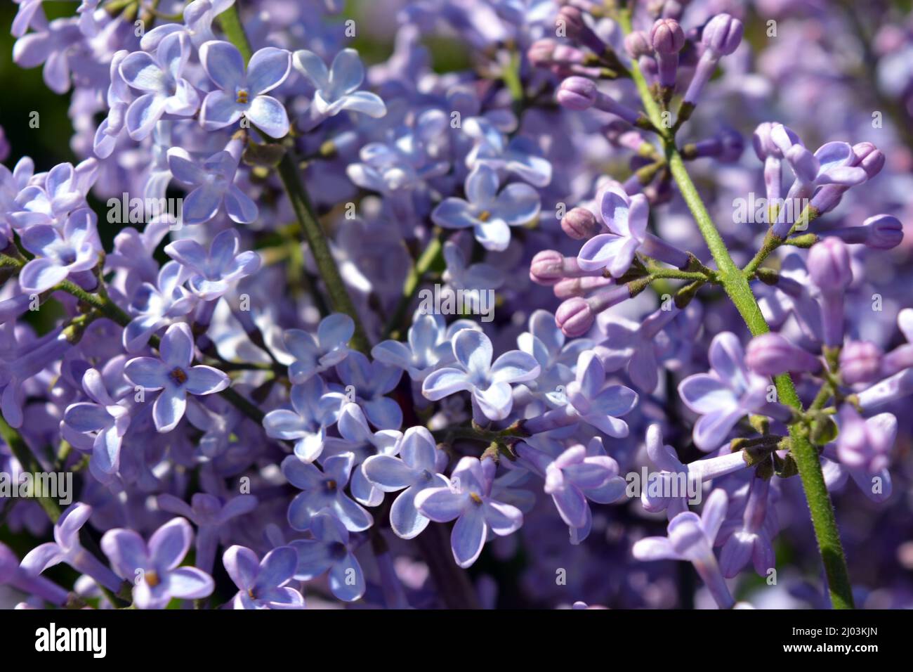Unusual plants,bushes, colorful nature in summer. White purple ...