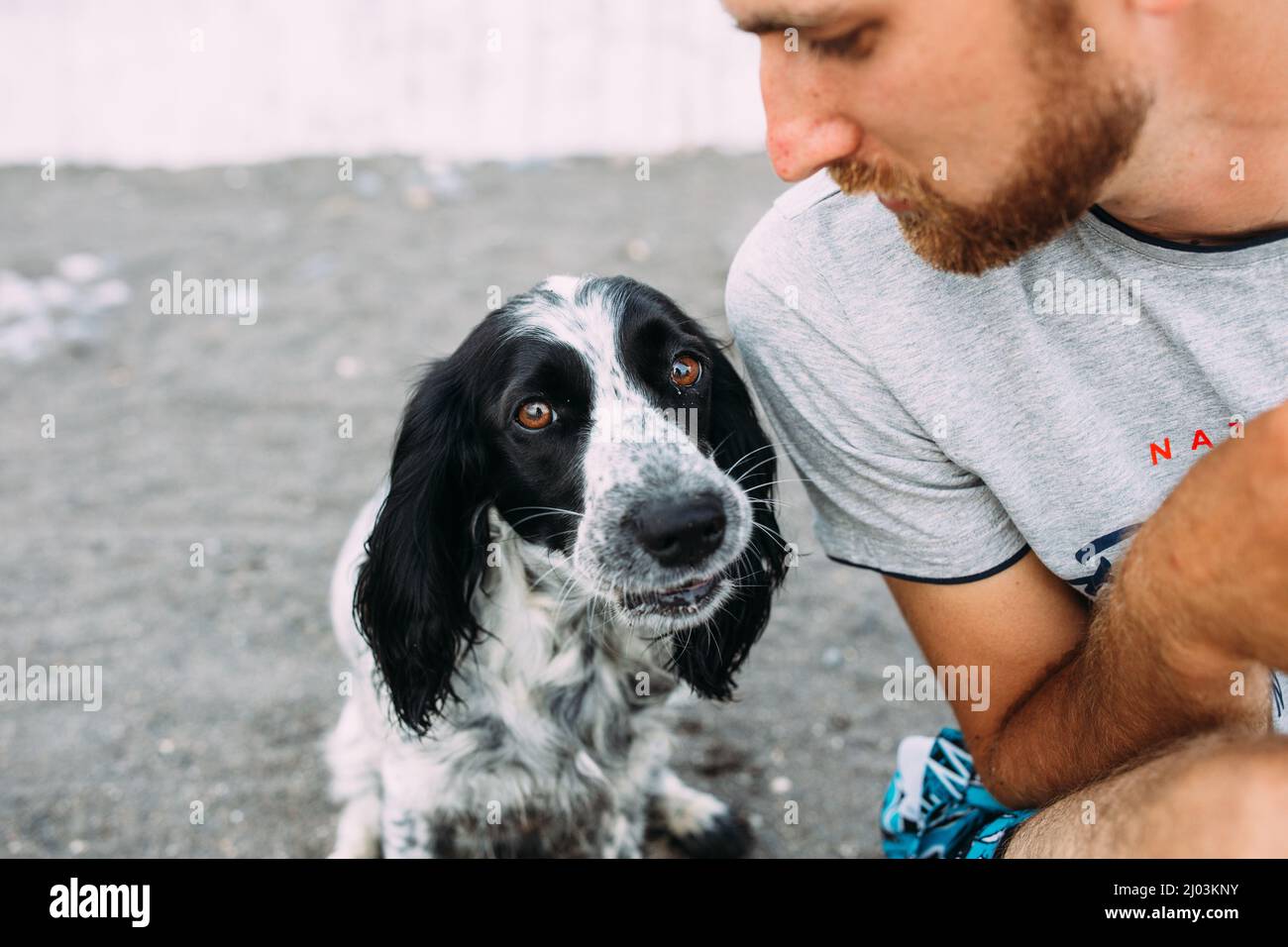 Happy owner of russian cocker spaniel dog, responsibility of caring ...