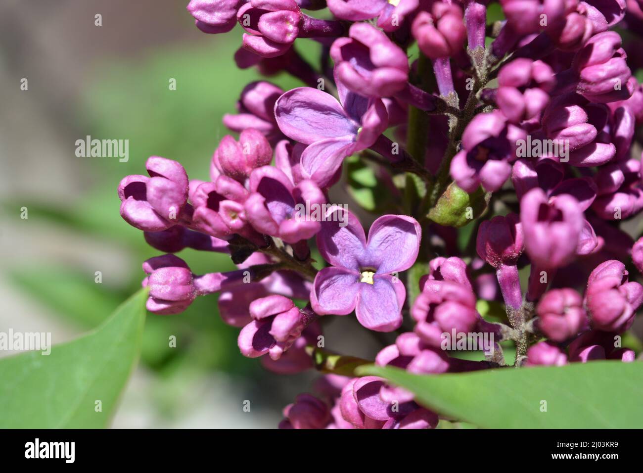 Unusual plants large bushes hi-res stock photography and images - Alamy