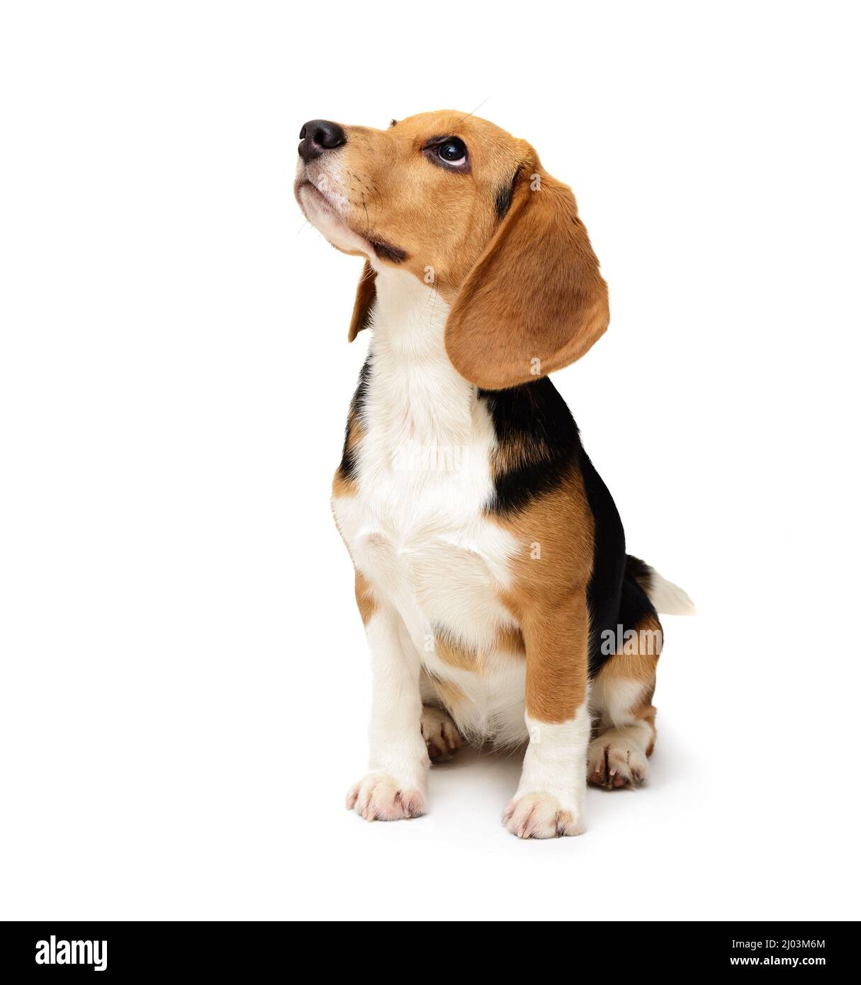 Funny happy beagle dog Cut Out Stock Images & Pictures - Alamy