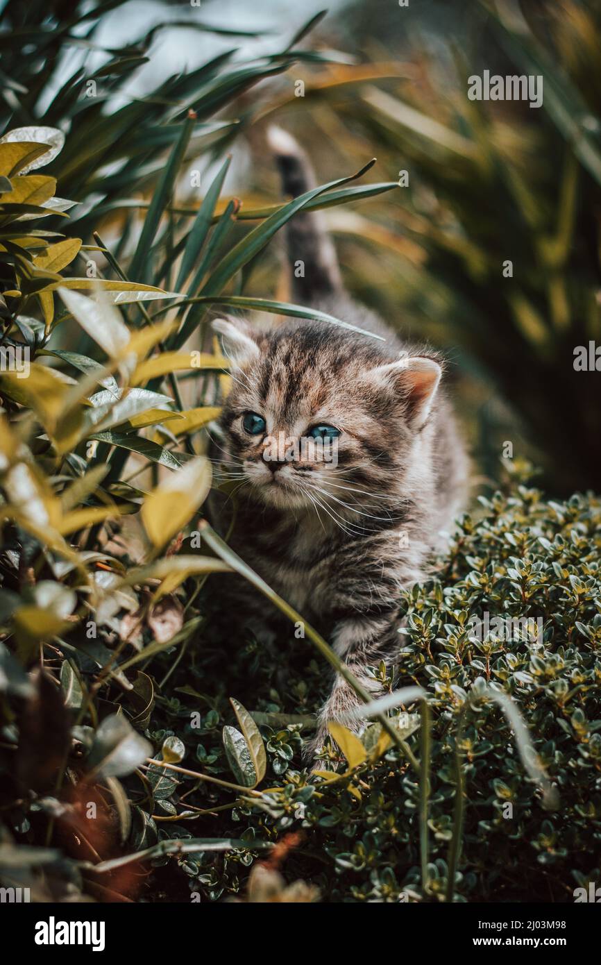 furry explorer walks through the wilderness looking for new ways to ...