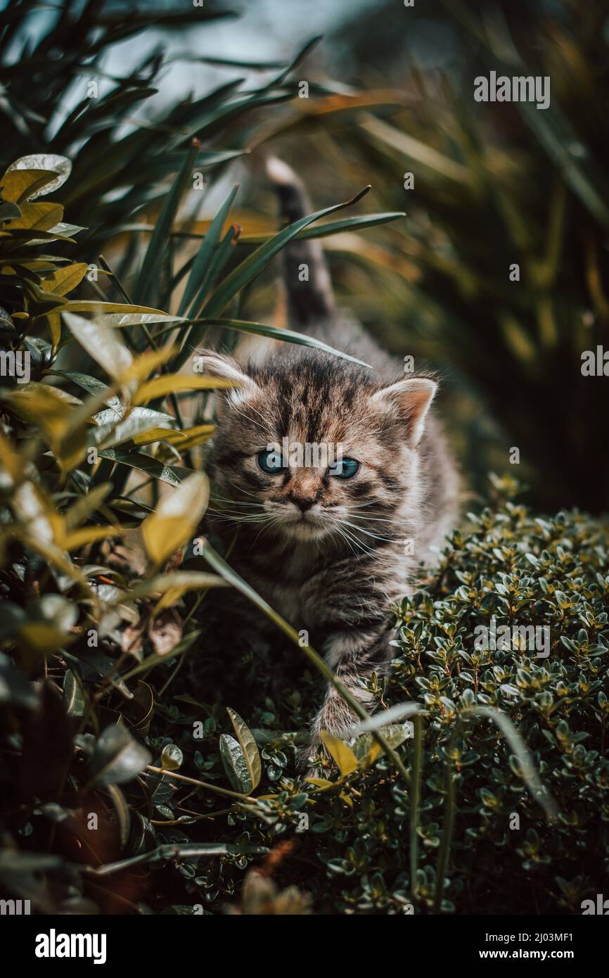 furry explorer walks through the wilderness looking for new ways to ...